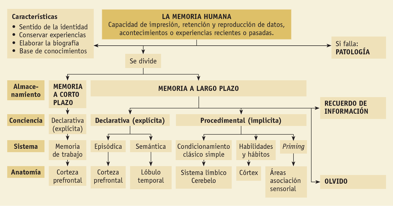 ¿Cómo se aprende según Skinner, Piaget, Vygotsky y Ausubel?