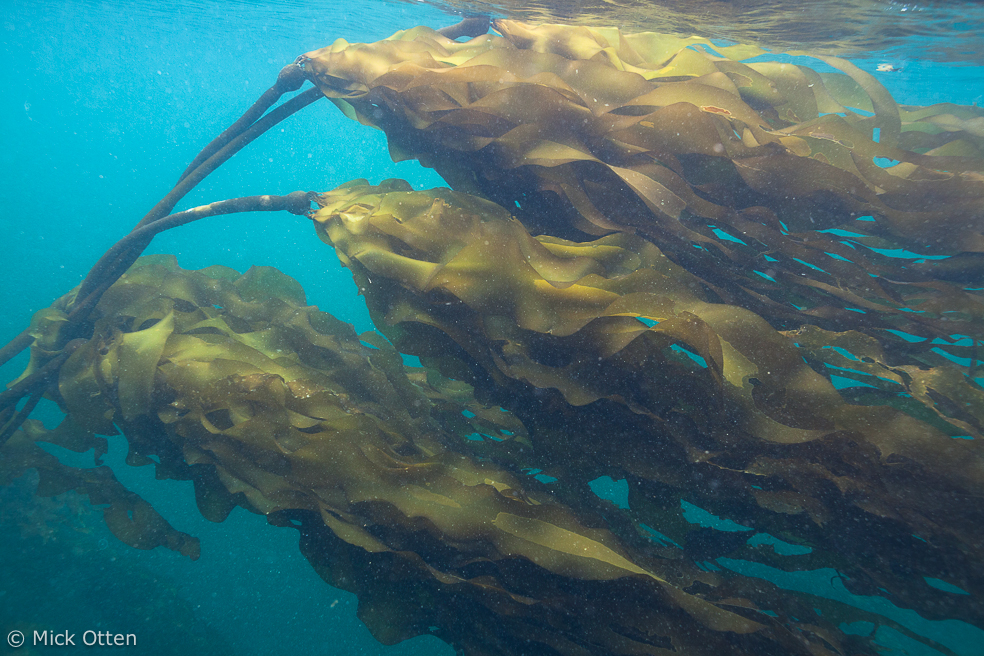 Mick's marine biology: Underwater forest of bull kelp: a dream comes true