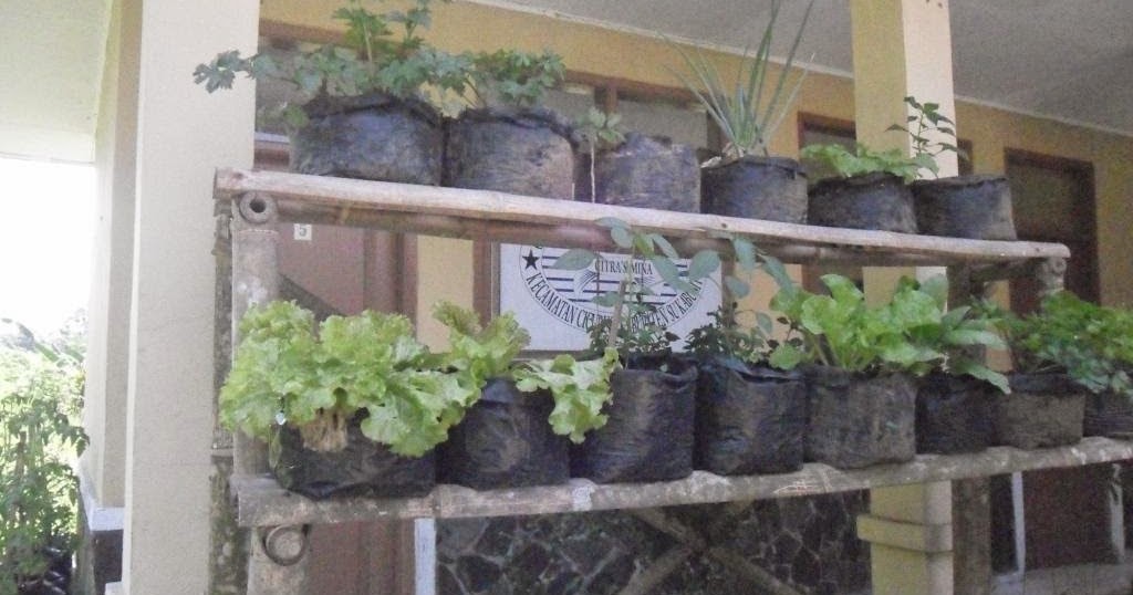 32+ Rak Tanaman Cabe, Untuk Mempercantik Ruangan