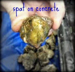 Lynnhaven River NOW: Catch that Spat!