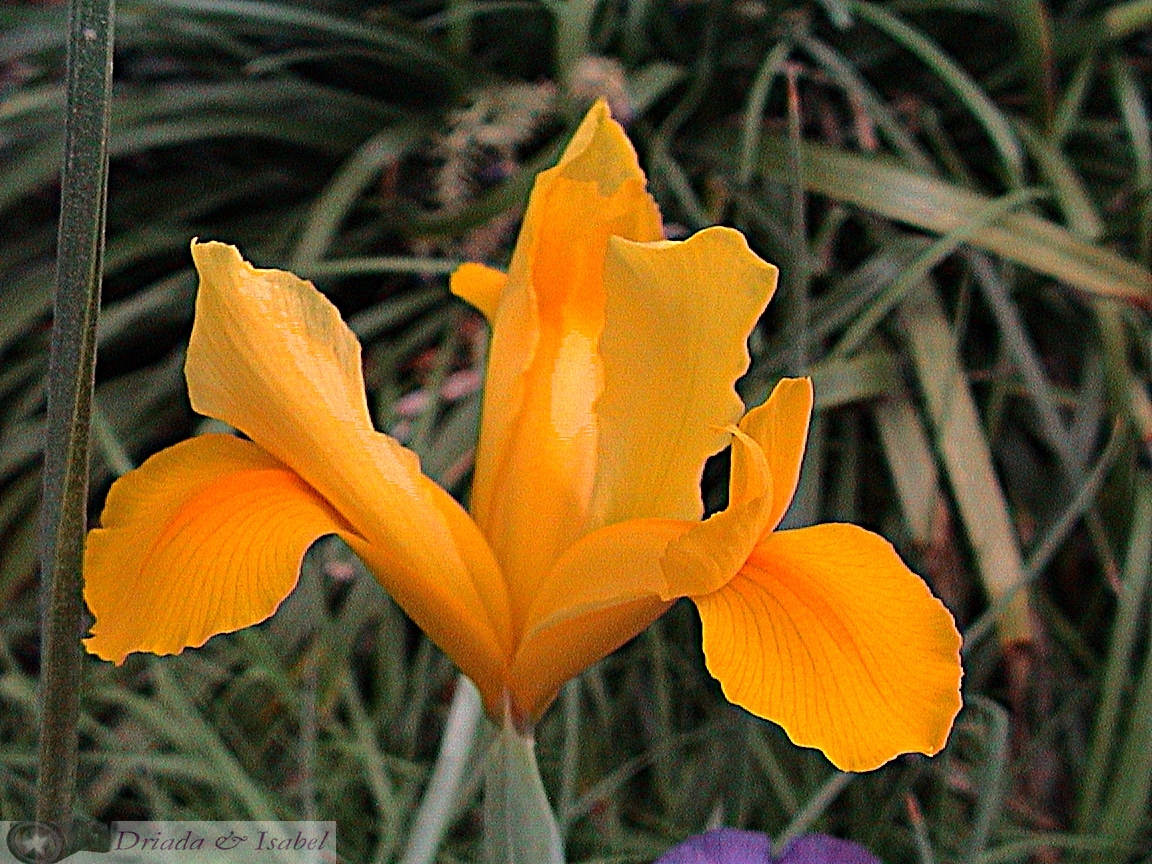 LA MAGIA DE MI JARDIN: IRIS