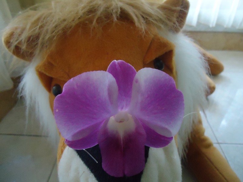 Wallpaper Bunga Anggrek Dendrobium dan Singa Garang - Rumah Daun Muda