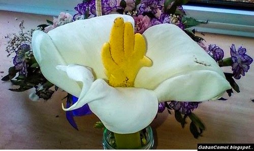 Bunga Teratai Pelik Berbentuk Seperti Tangan. - Gaban Comel