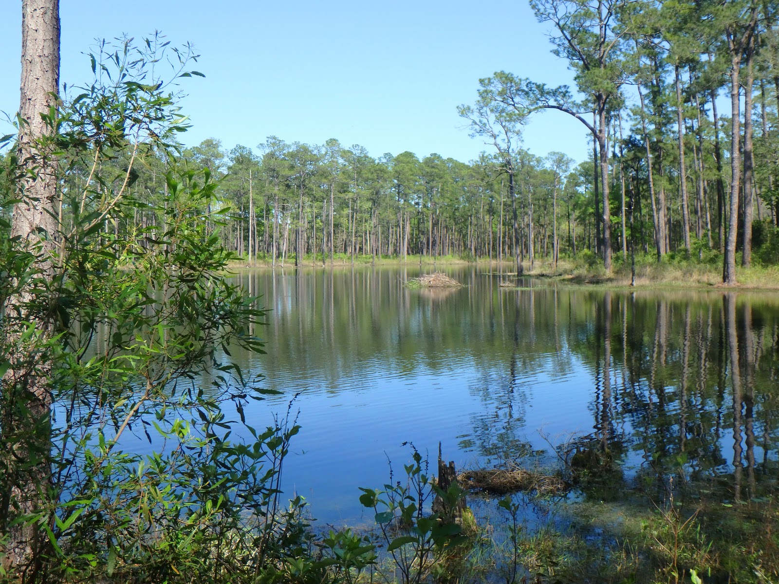 PAMPERED PENGUIN: April 4-6, Open Pond campground , Alabama