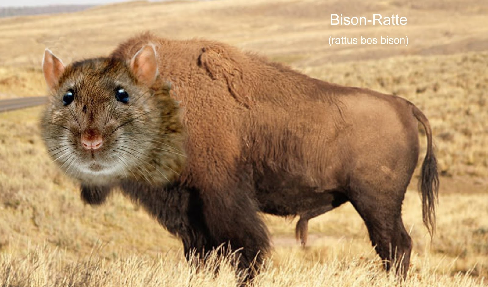 Ms-Bildersammlung: 2016