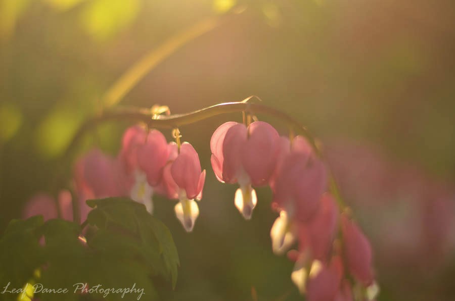 Leaf Dance Photography: This is the Feel of Spring // In Evening Light