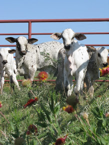 Rank: Bull Riding News: The Dr. Proctor Clones