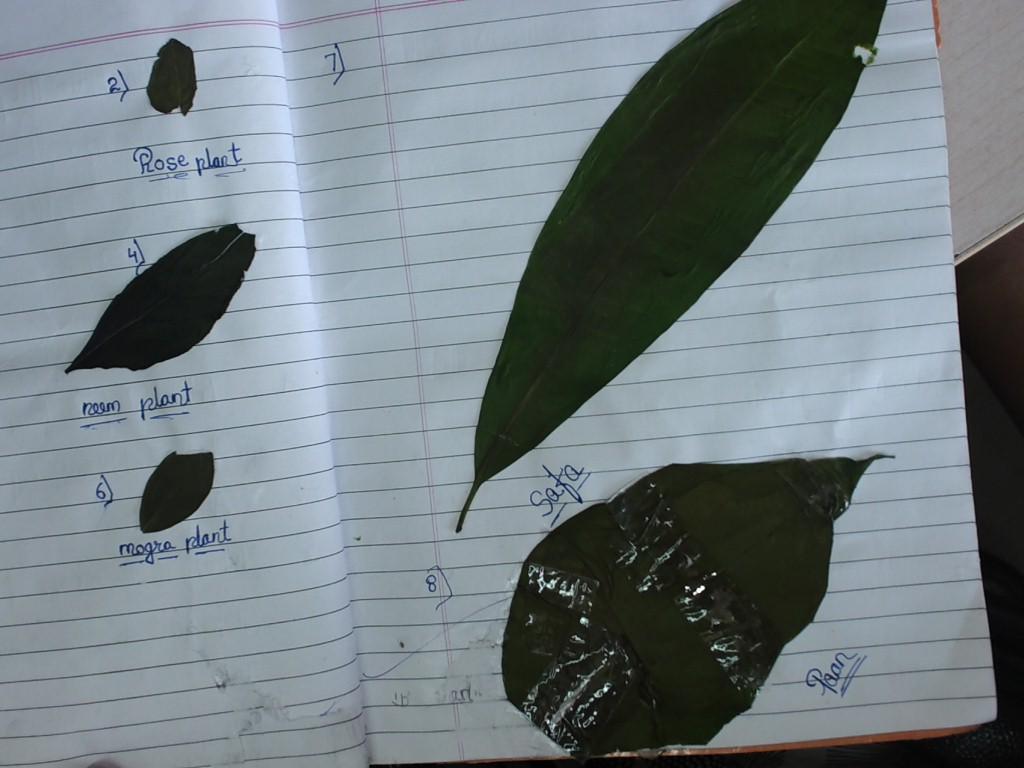 Evs ch- 4 Plant World (N.B) (W.B), English Ch- 13 Preposition (W.B)( T.B) (N.B) Ch- 14 ...