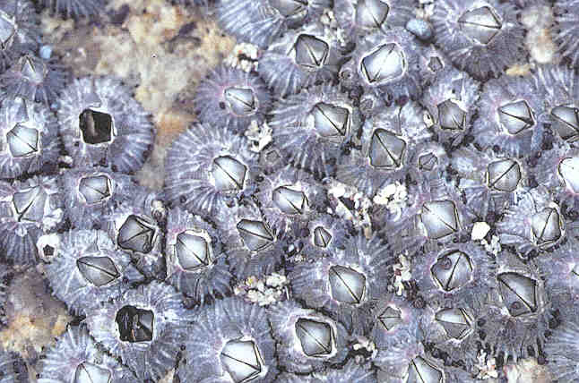 MAKANAN DARI TERITIP ~ AIR NYATOH