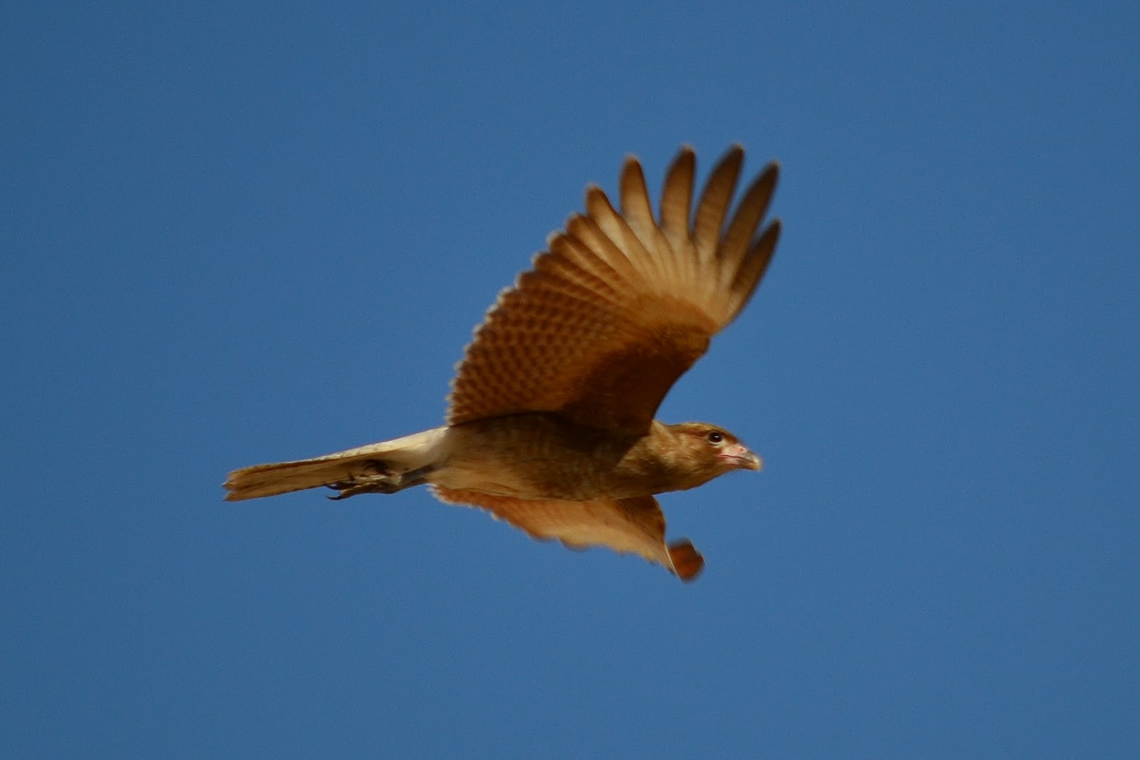 Aves de La Floresta: Todas las aves fotografiadas I