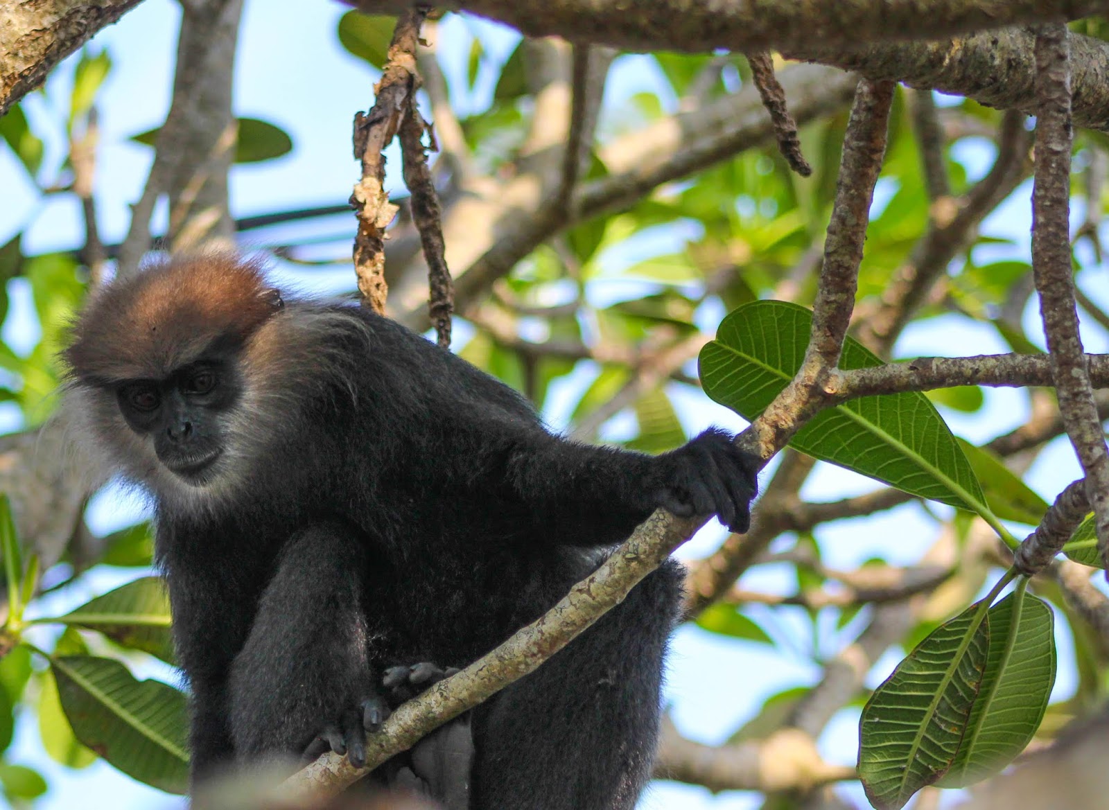 Cannundrums: Southern Purple-Faced Langur
