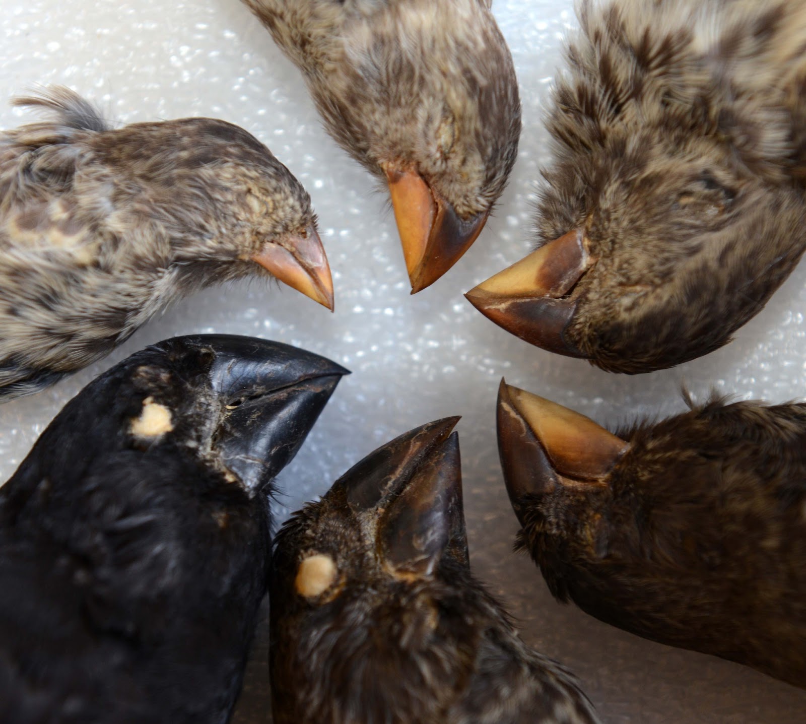 Eco-Evo Evo-Eco: The Living Dead: Darwin's finches and museums.