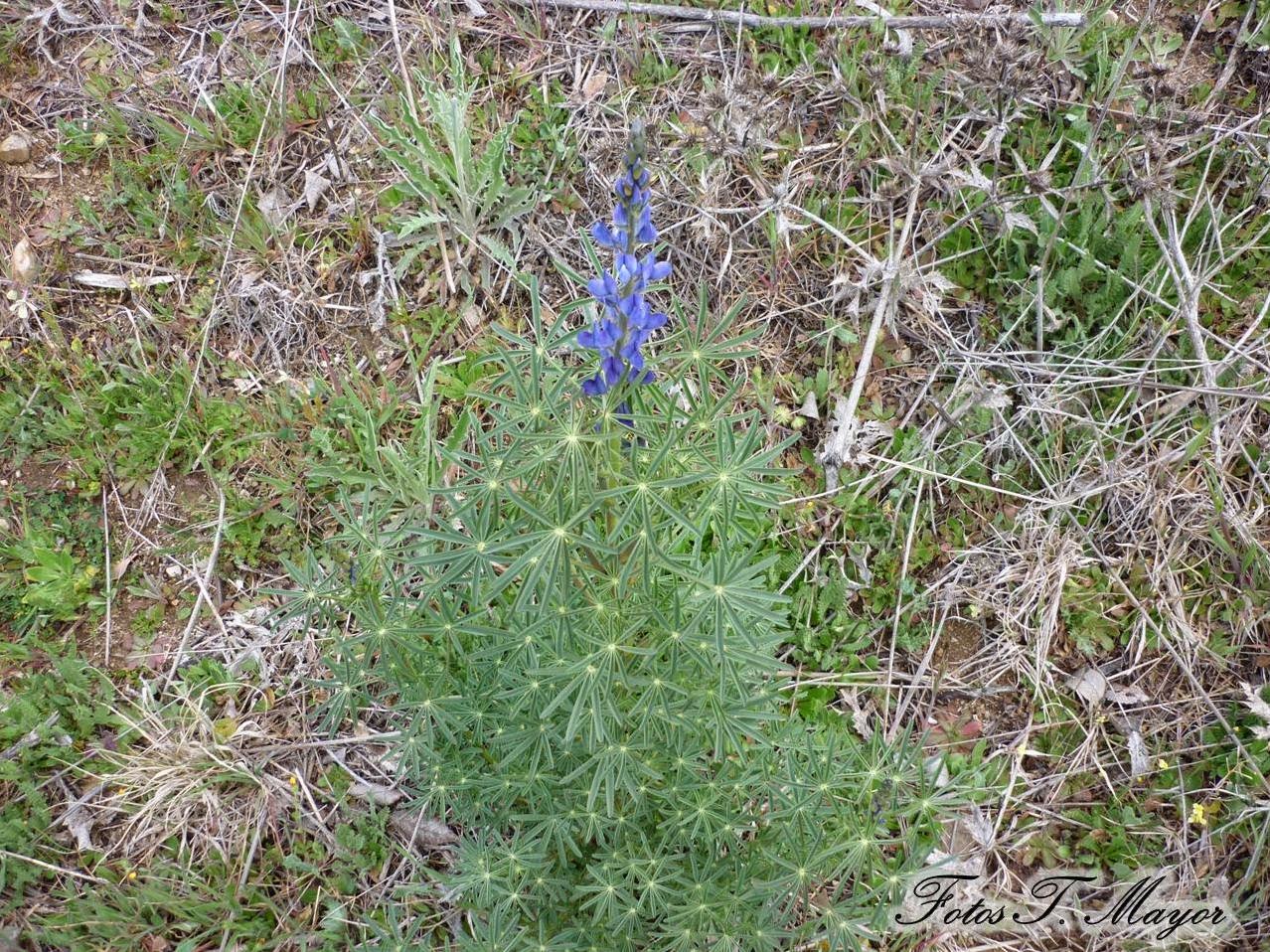 Flores y plantas silvestres: " Lupinus angustifolius ". Altramuz azul ...