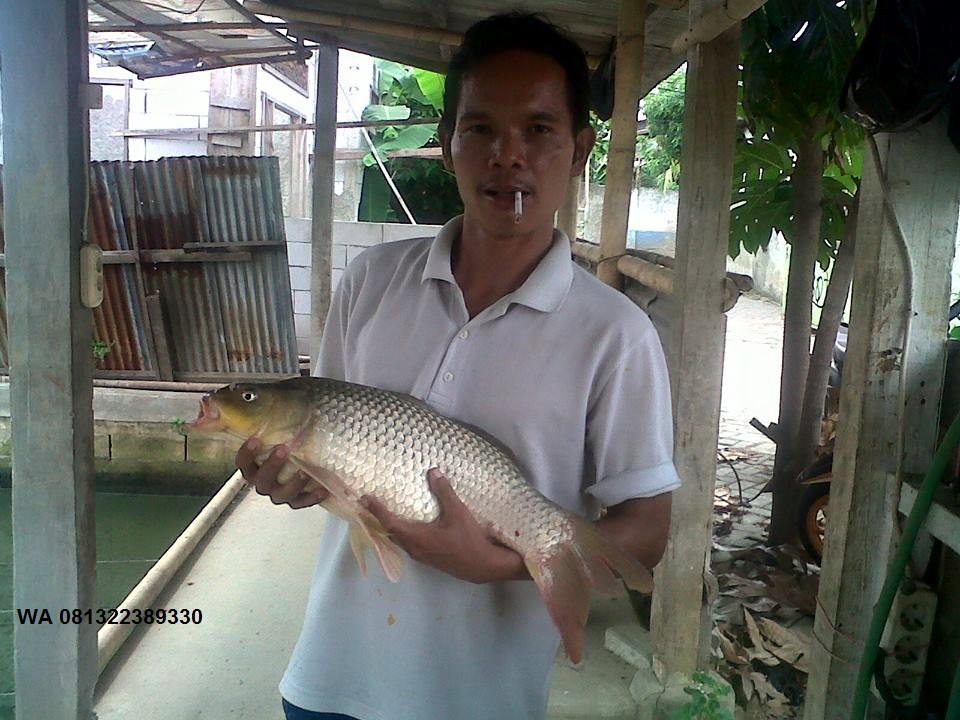 Cara Mancing Ikan Mas Yang Paling Ampuh ~ Toko Umpan Master Essen