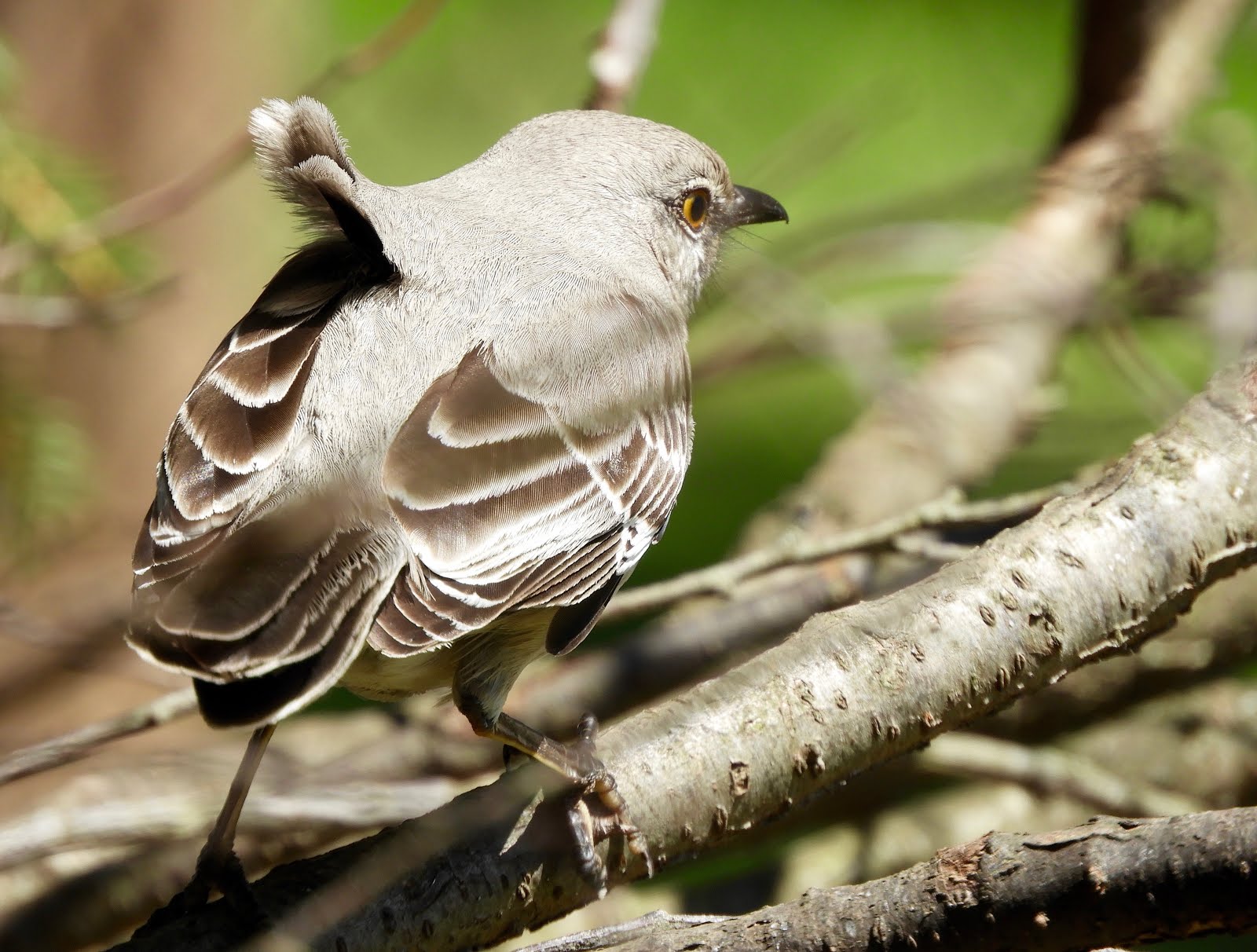 It's All About Purple: A Few Minutes With A Mockingbird