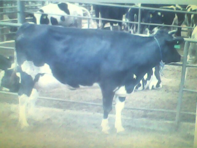 SAPI PERAH FH: Peternakan