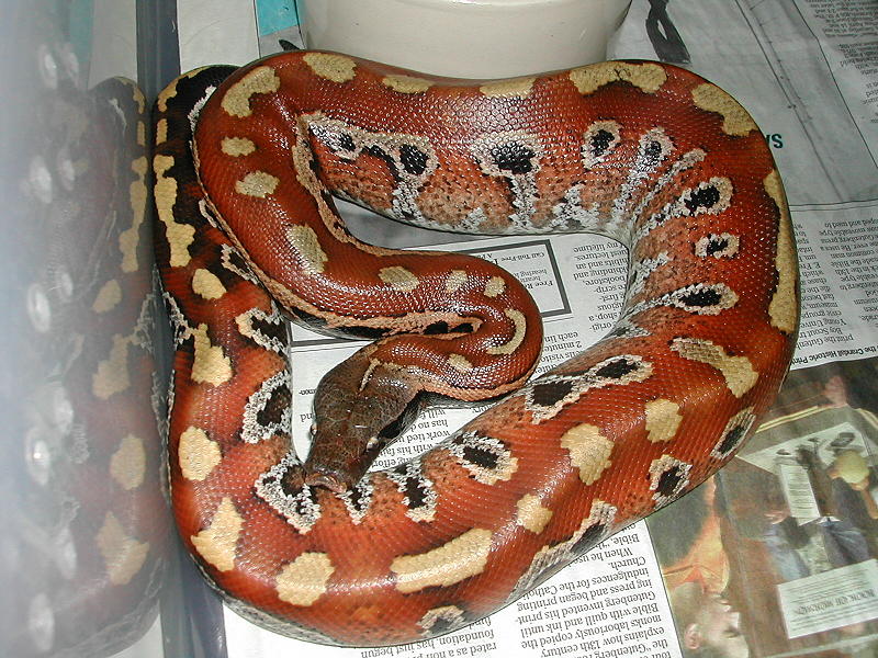 Blood Python
