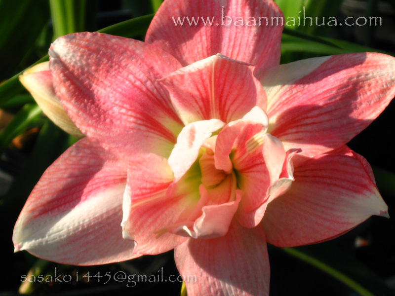 Amaryllis Review: african amaryllis /Rosetta