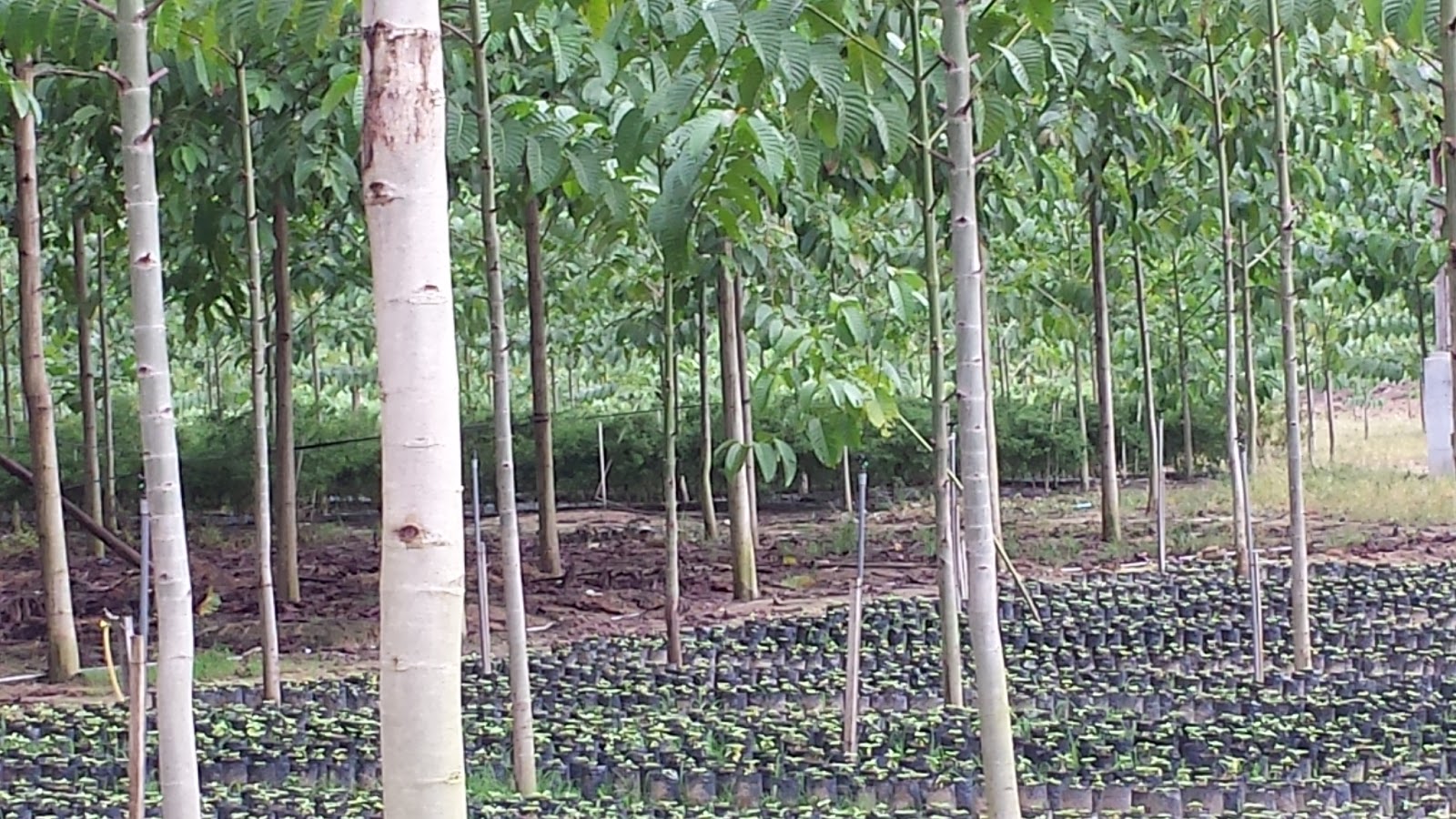 Dari Hutan ke Bandar...: Benih kelampayan @ neolamarckia cadamba