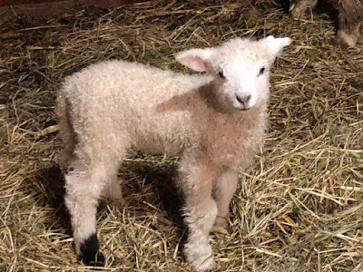 The Livestock Conservancy in Action: Shepherd Profile: Jason Seelow