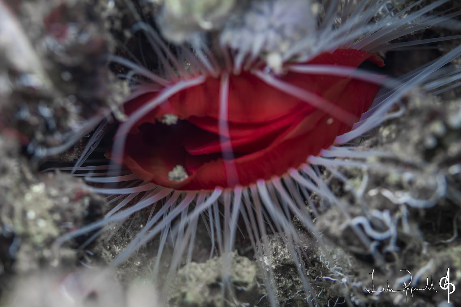 Off Axis Production: Aquatica 5D Mark ii day 2 - Macro Port