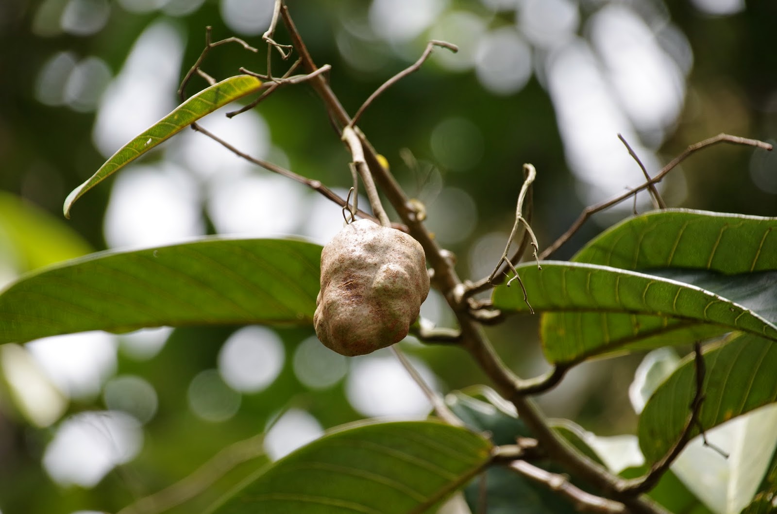 Trees and Plants: Resak Irian (Vatica Rassak)