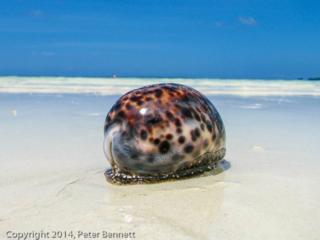 pwezapweza: Close-ups on Kizimkazi shoreline, Zanzibar