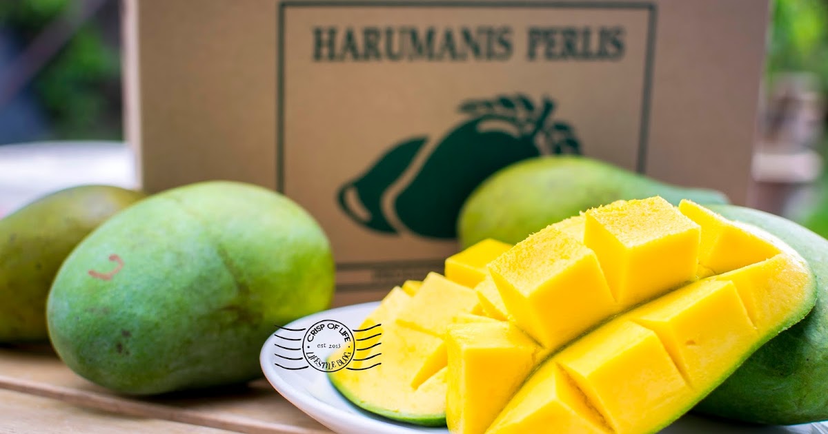 Harumanis Perlis - Crisp of Life - Penang Food & Travel Blogger