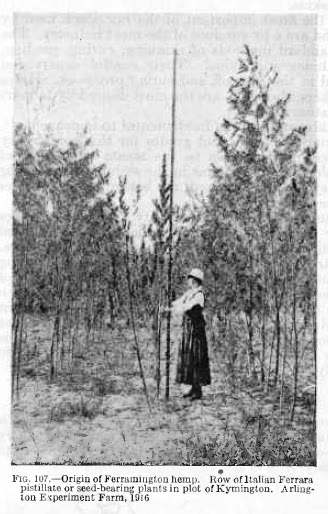 Cannabis Mutations: Leaf Mutation: Simple Leaves