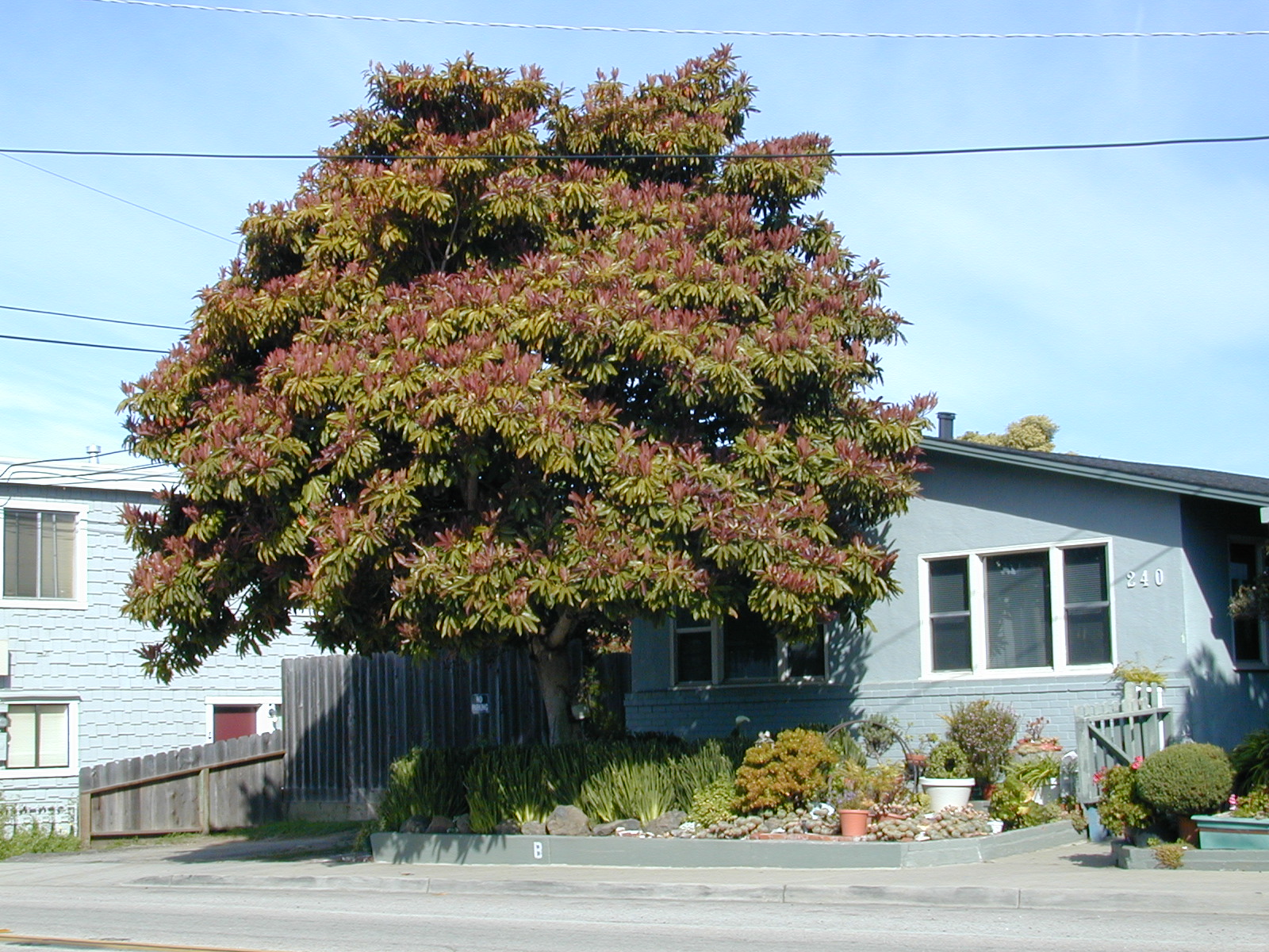 Trees of Santa Cruz County: Eriobotrya deflexa - Bronze Loquat