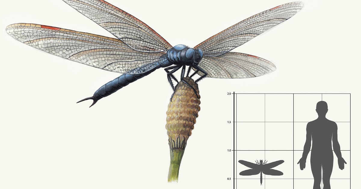 Escenarios prehistóricos: Meganeura