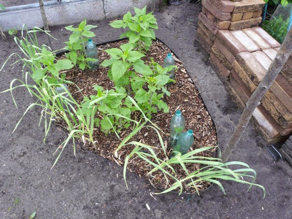 huis-tuin-en-keuken: C: Aardpeer kweken en oogsten