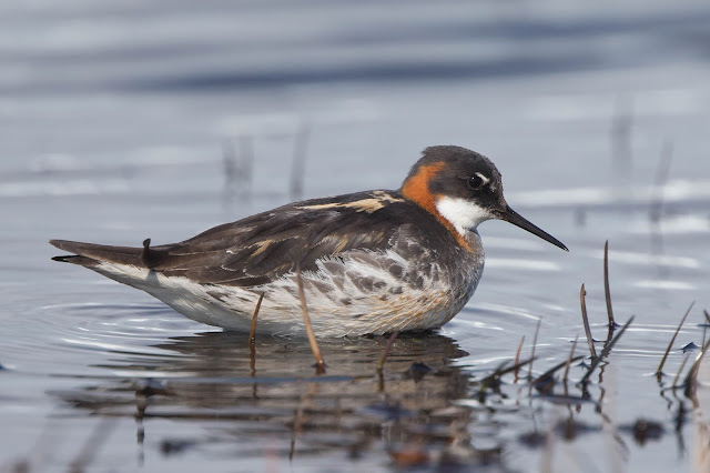 Alaska - 12th June (Day 16) | Focusing on Wildlife