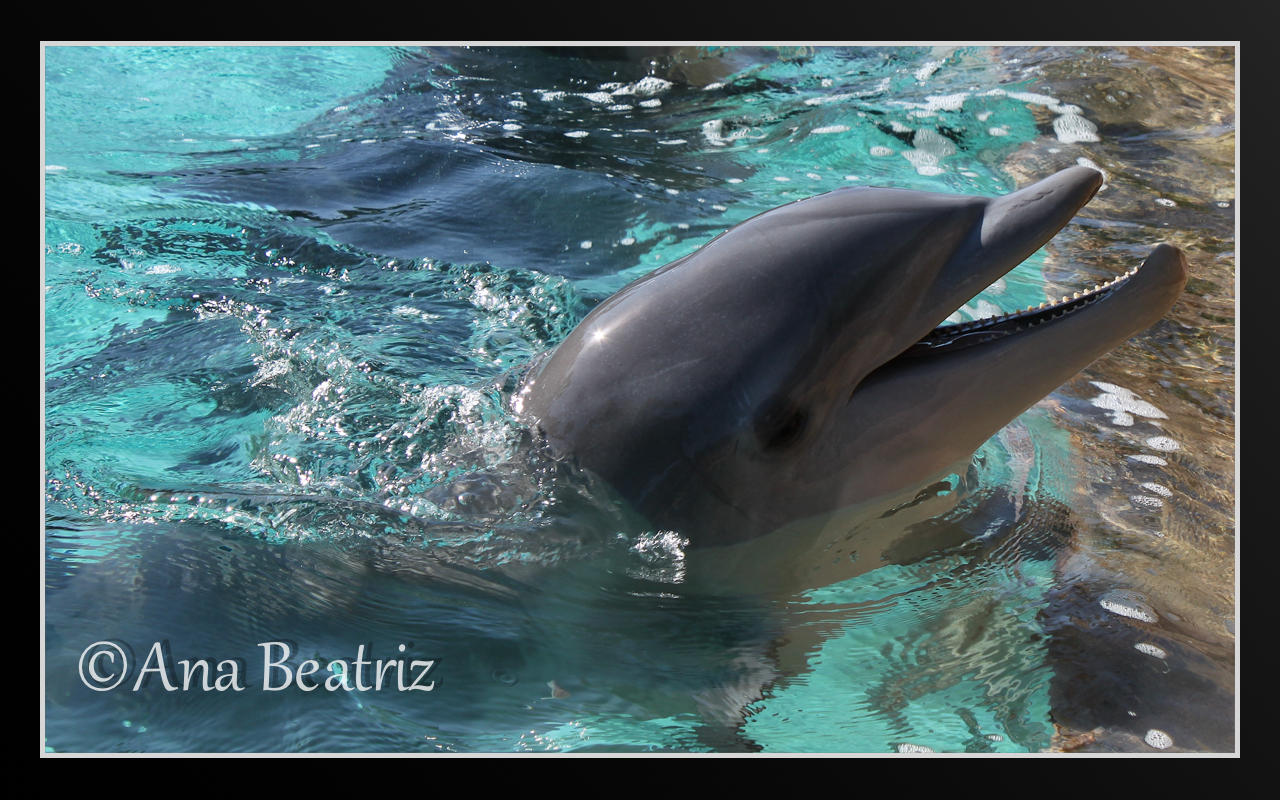 Aventura fotográfica: Delfín mular o delfín nariz de botella (Tursiops ...