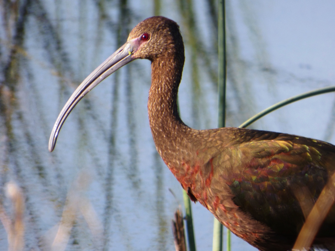 Geotripper's California Birds: A Moment of Zen for a Crazy Evening ...