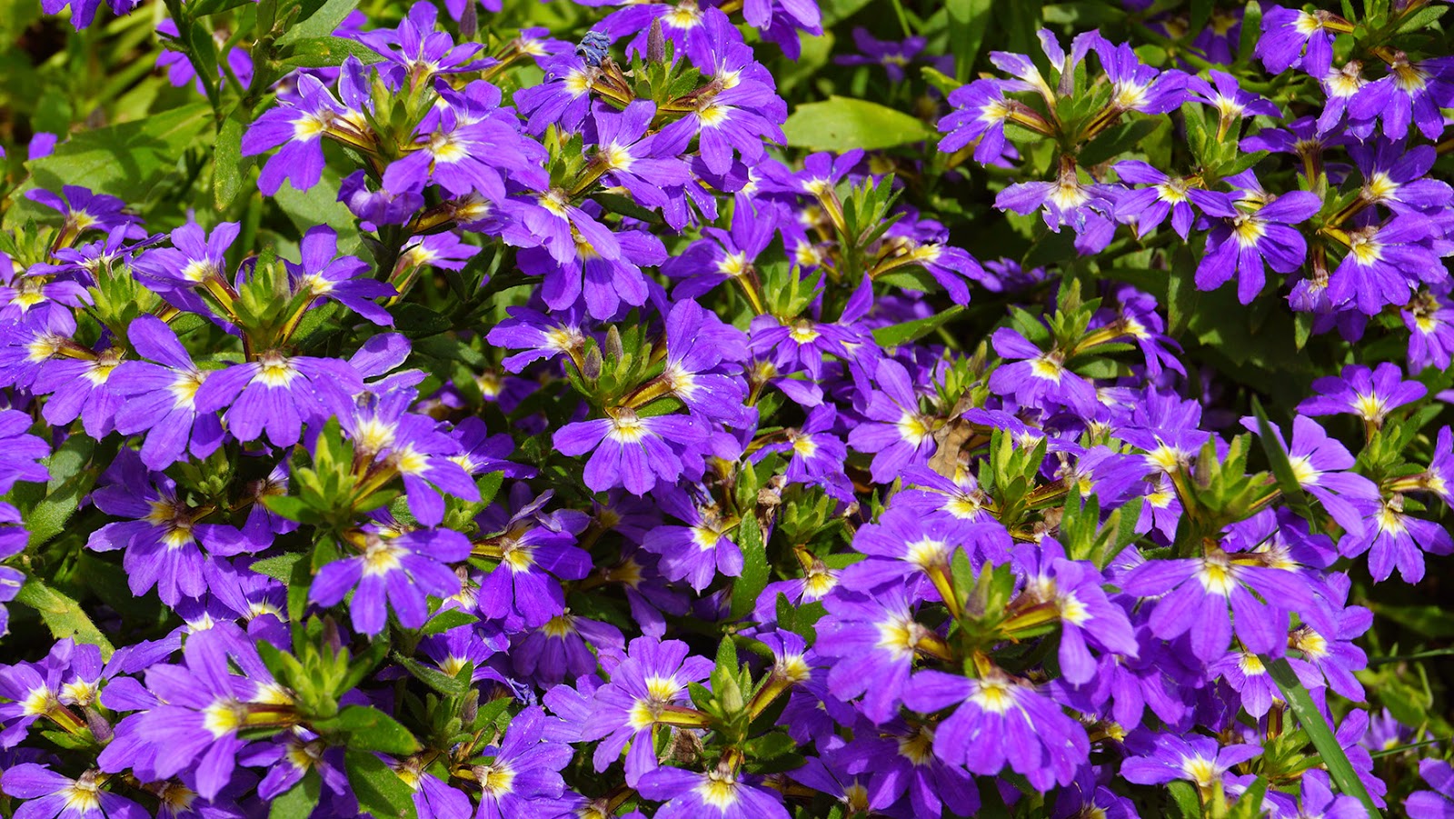 FLORAL FRIDAY FOTOS: FFF165 - FAIRY FAN FLOWER