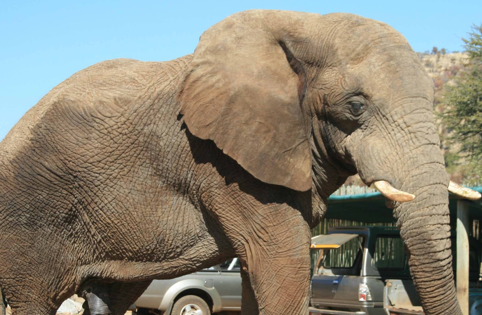 Think Elephants International: The role of older males in elephant society