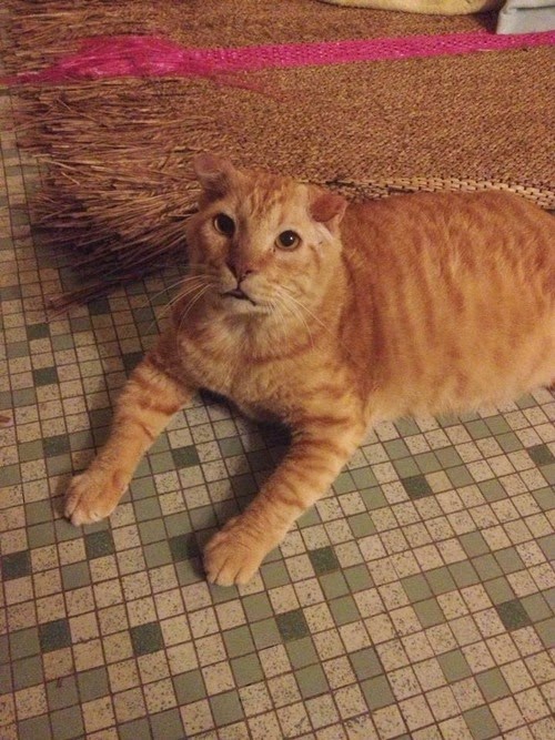 Scarface The Singapore Celebrity Street Cat - Stormfront