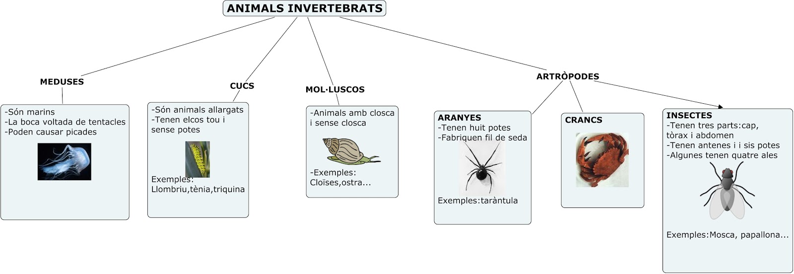 CEIP CARMELO RIPOLL D'ONTINYENT: ELS ANIMALS INVERTEBRATS