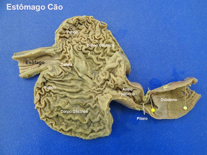 Diagrama De Faringe E Esofago AnatoVet: SISTEMA DIGESTÓRIO FARINGE,