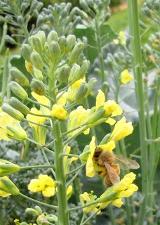 Robertson Bees: Favorite Photos