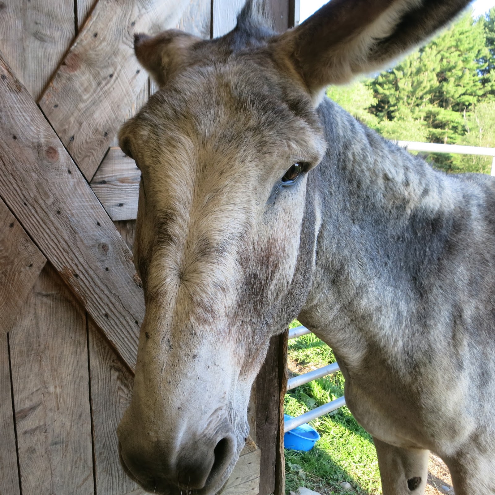 The Dancing Donkey: Mind Control