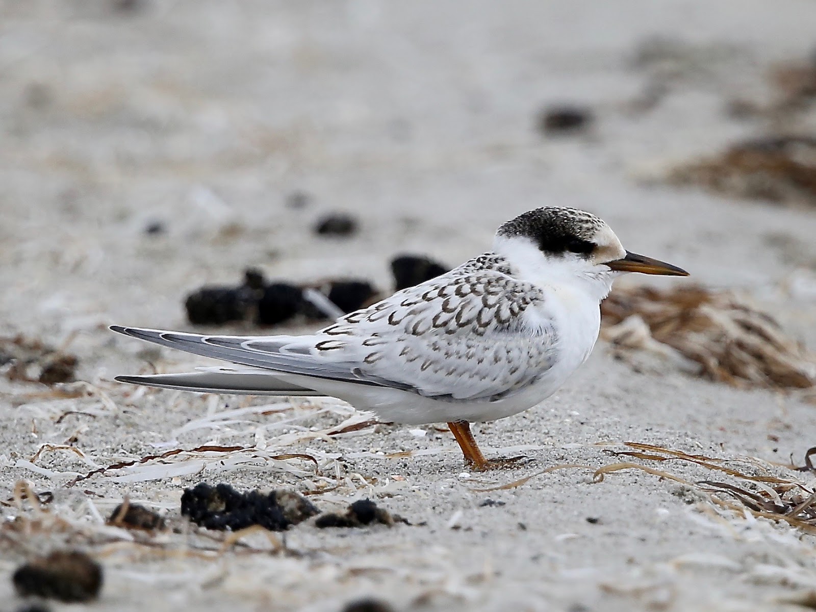 Avithera: Fairy Terns – from chicks to fledged and flying juveniles