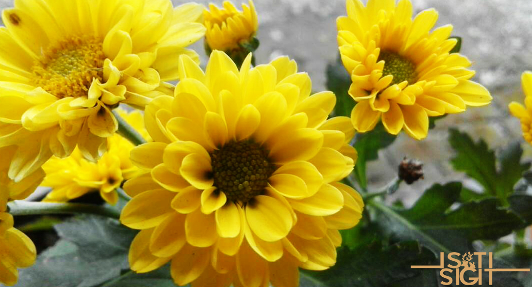 Memotret Krisan Kuning - Relationship ll Hobby & Passion ll Photograph