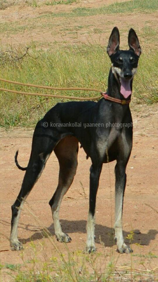 Tamilnadu Native Dog Breeds: Tamil nadu's Best Dog Breeds: