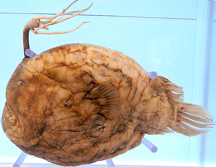 Aquarium Movies (Japan) archive 生きている魚図鑑: チョウチンアンコウ Atlantic ...