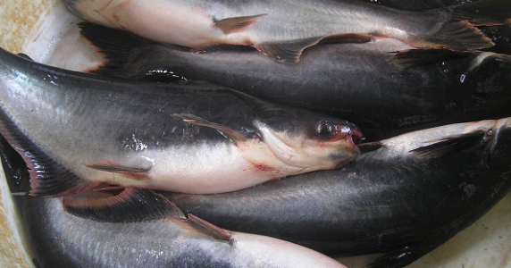 PENGENDALIAN HAMA PENYAKIT PADA IKAN PATIN - Pertanian Organik dan ...