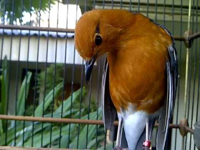 Harga Anis Merah Modern 2021