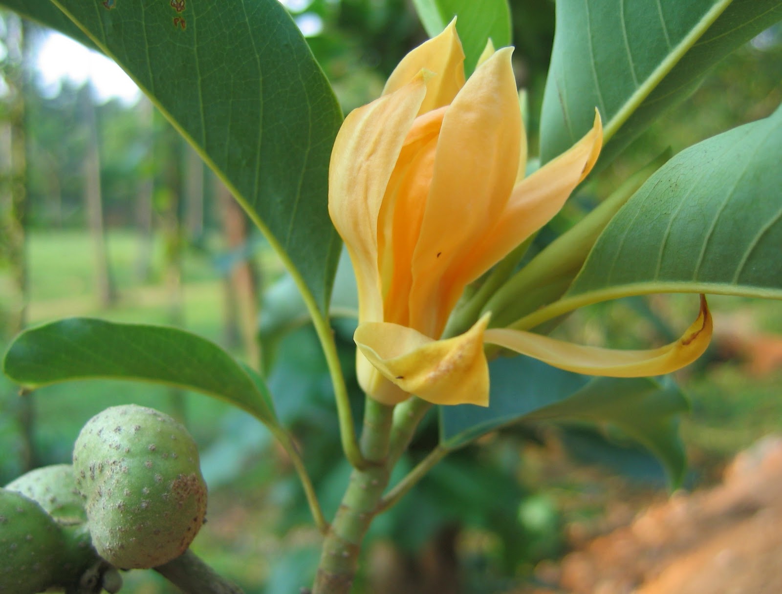 13+ Gambar Sketsa Bunga Cempaka - Gambar Bunga Indah