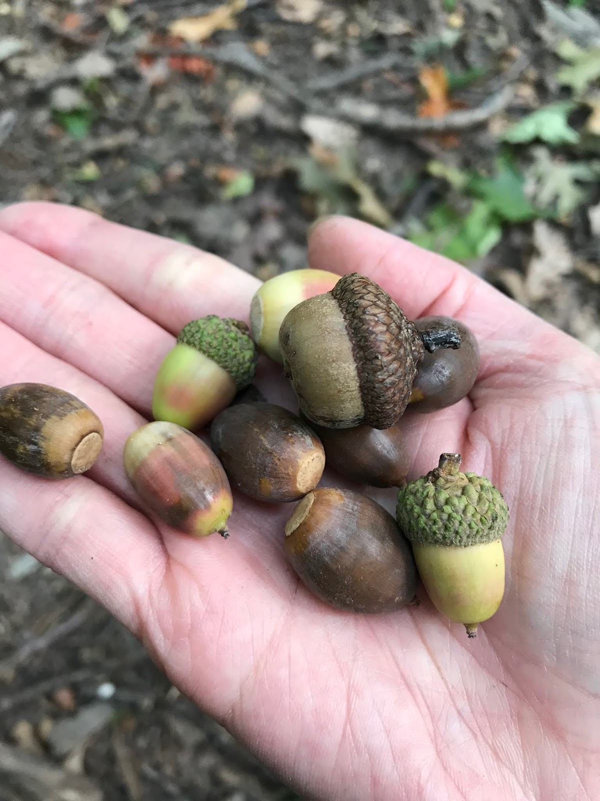 Once upon a cook: How to make acorn flour